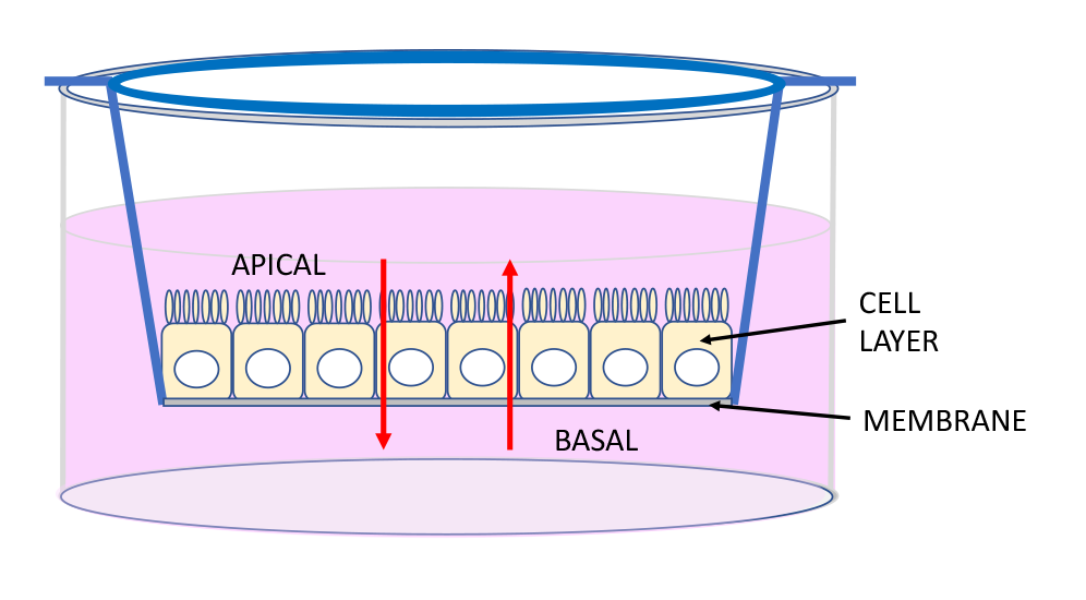 Cytotoxicity