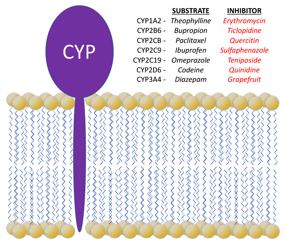 CYP inhibition